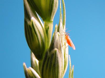 Drought reduces wheat midge populations for the second year in a row ...