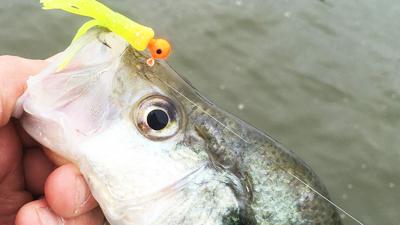 When it comes to predator fish, the eyes have it | Local Sports ...