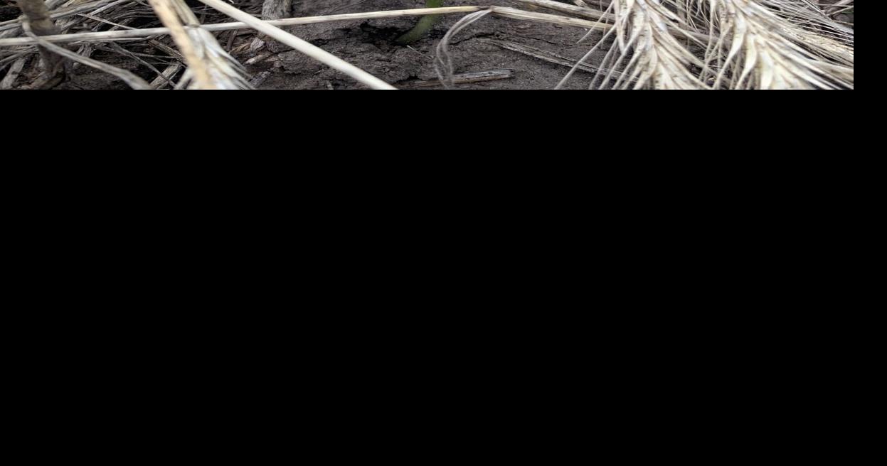 Winter rye provides benefits as a preceding cover crop for dry bean ...