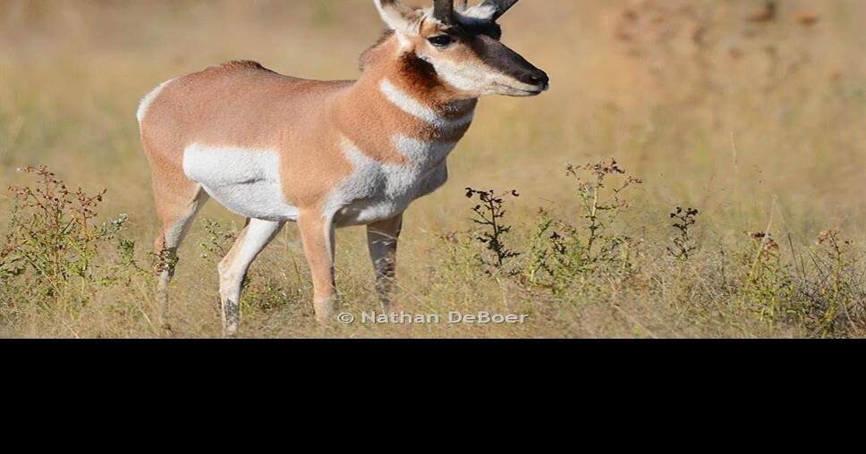 Antelope game damage hunt underway at Osmo Farms near Miles City ...