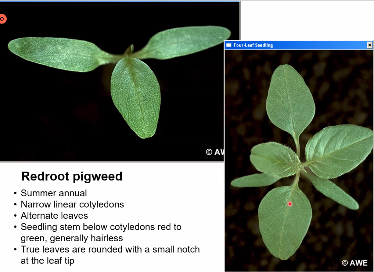 Redroot Pigweed Seedling