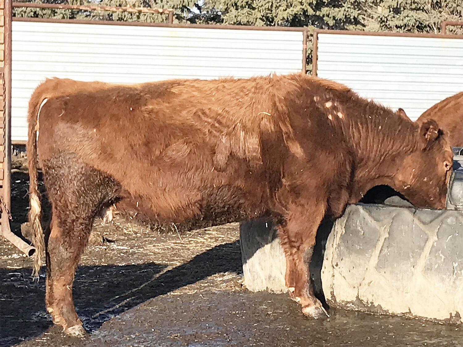 Consider causes for hair loss in cattle | Agriculture | sidneyherald.com