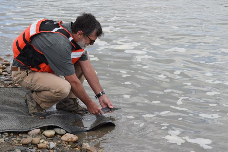 Pallid sturgeon released during fish bypass ceremony were part of a ...