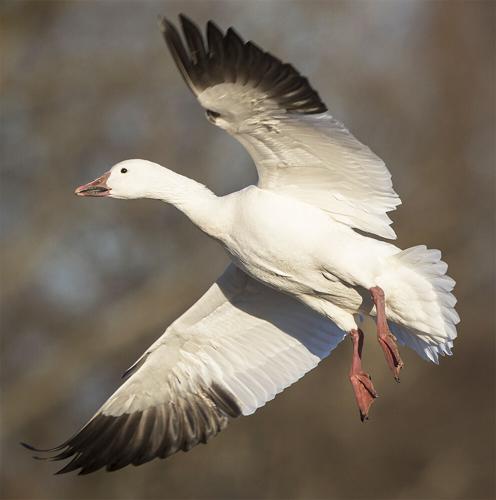 Fish and Wildlife Commission seeks comment on Light Goose Conservation ...