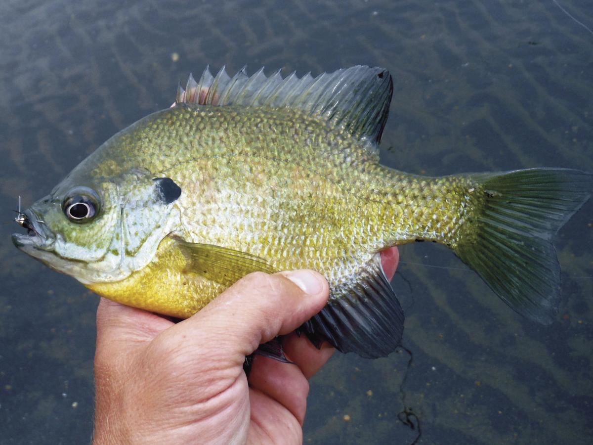 Panfish prep & places to go | Local News Stories | sidneyherald.com