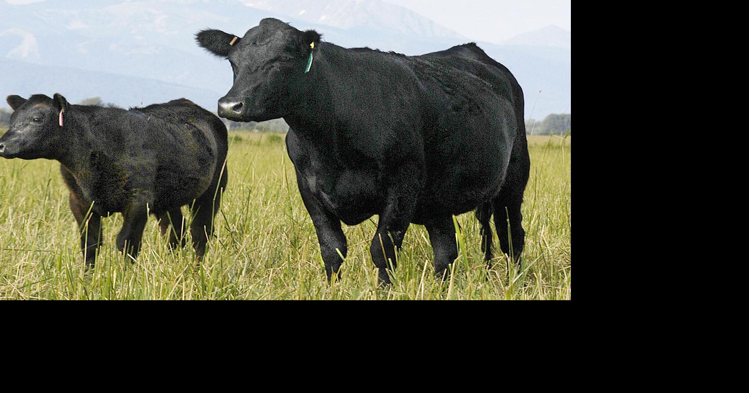 MSU Extension to offer free webinar series focused on beef cattle ...