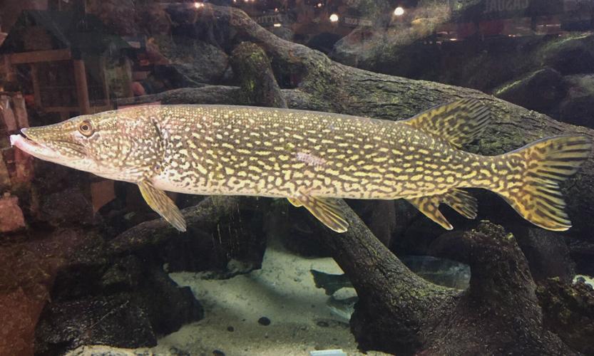 Slinging for Spring Pike | Hunting and Outdoors | sidneyherald.com