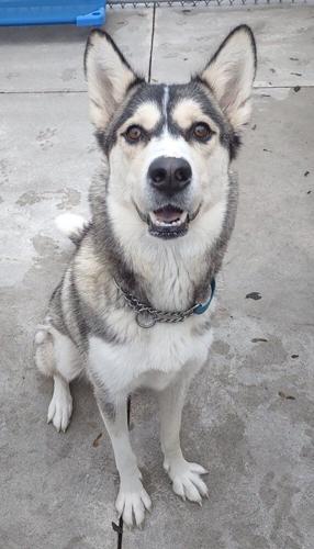 Meet Jasmine! This Alaskan Husky will bring you joy