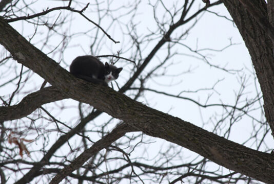 Kitty trapped in tree climbs down