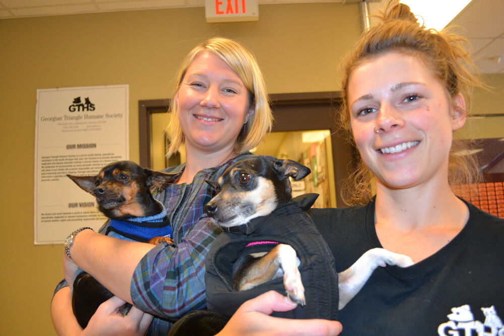 Georgian Triangle Humane Society has record-breaking year