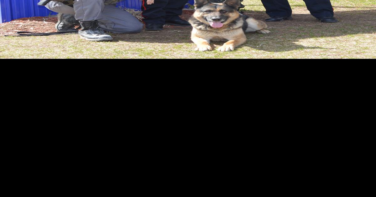 New police dog ready to take 'Chase'