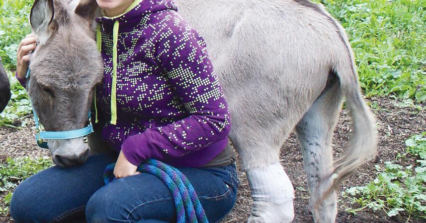 Three-legged donkey just fine