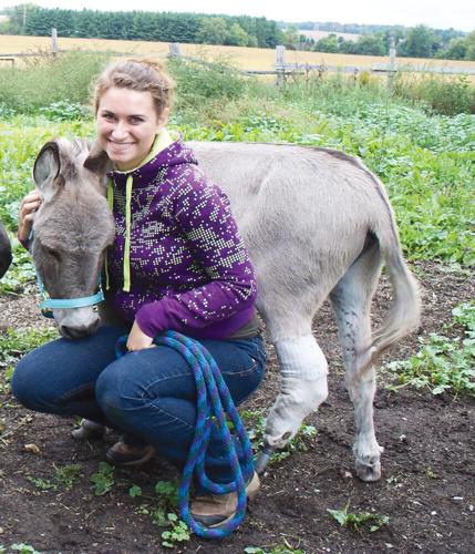 Three-legged donkey just fine