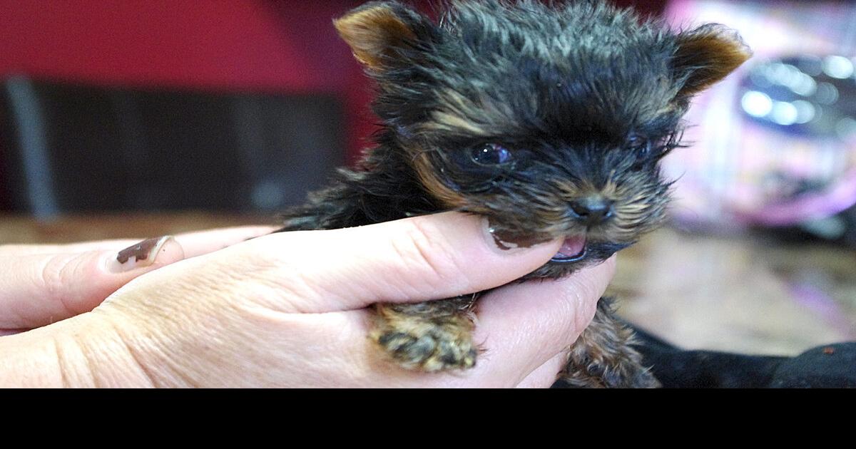 Local pup could be world’s smallest
