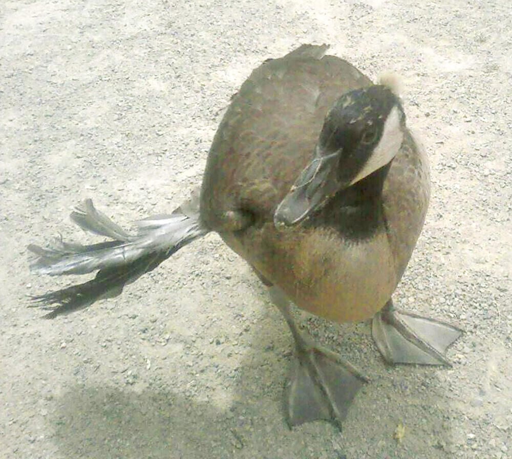 Family distraught over goose's death