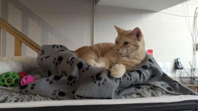 Furry Friends adopt-a-thon now on in south Barrie