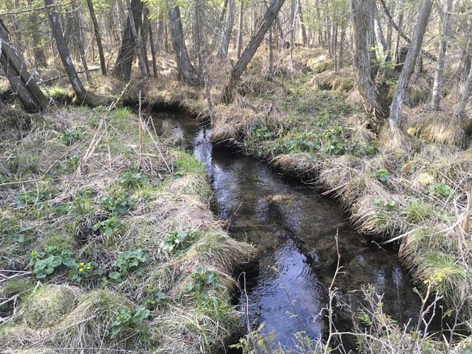 Copeland Forest a vital habitat for rare wetland species