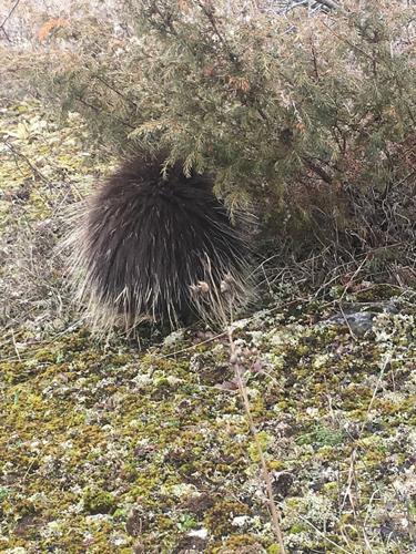 North American porcupine: Unusual mammal, rodent with quills