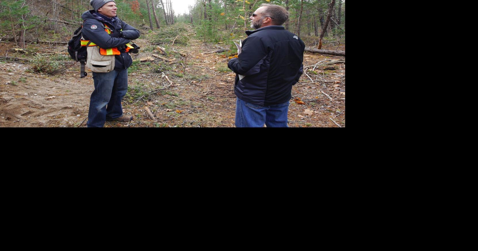 Thinning forest in Simcoe County promotes growth