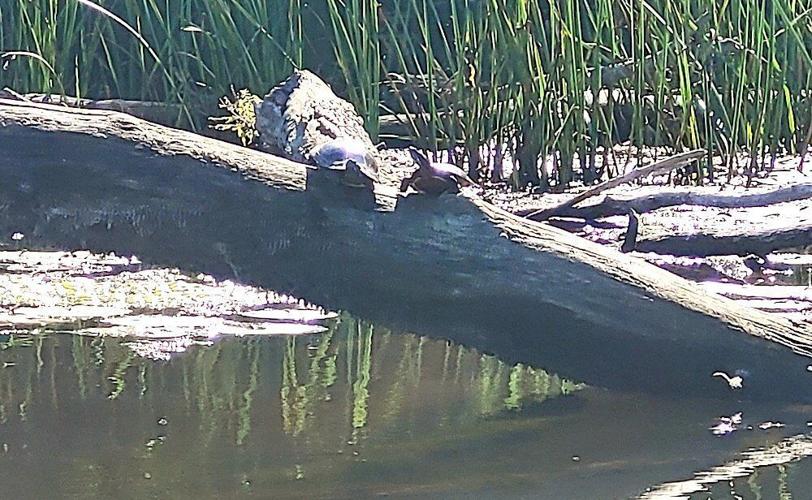 Here is what you can find on the Nottawasaga in Wasaga Beach