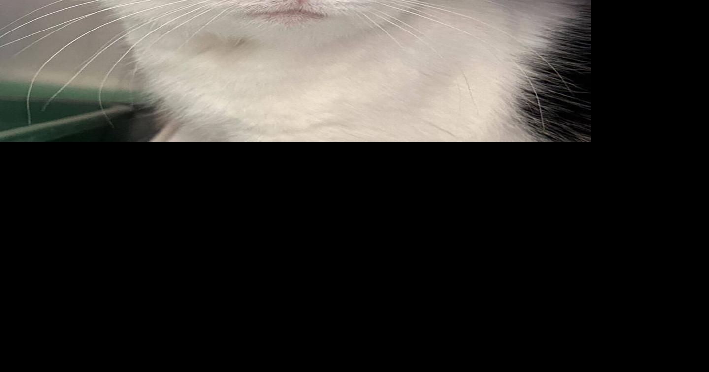 ADOPT ME! Patches is a cat with irresistible ‘purr-sonality’