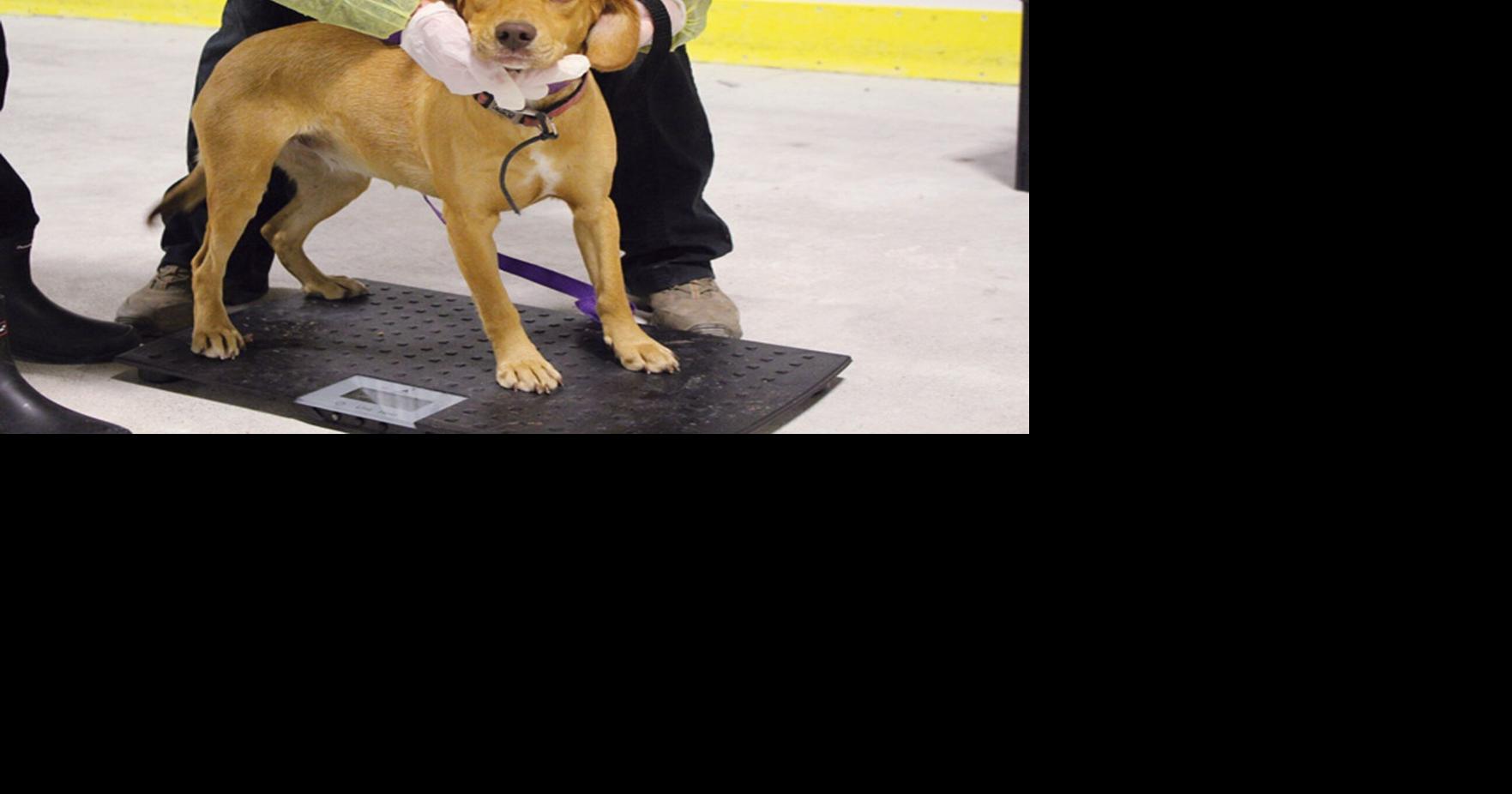 Bark bus brings First Nation dogs to Barrie, Midland and Orillia