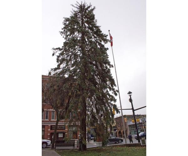 Orillia tree lighting failure gets a good laugh