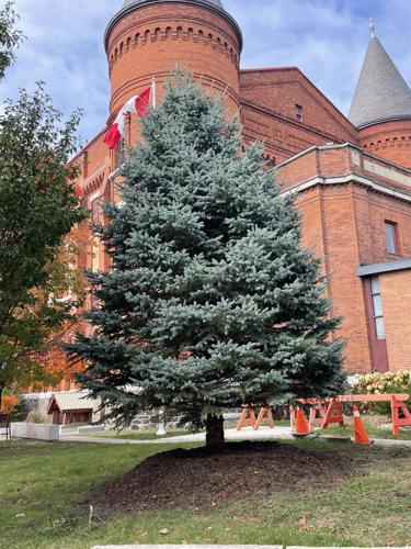 Jimmy Fallon to get photo of new Orillia Christmas tree