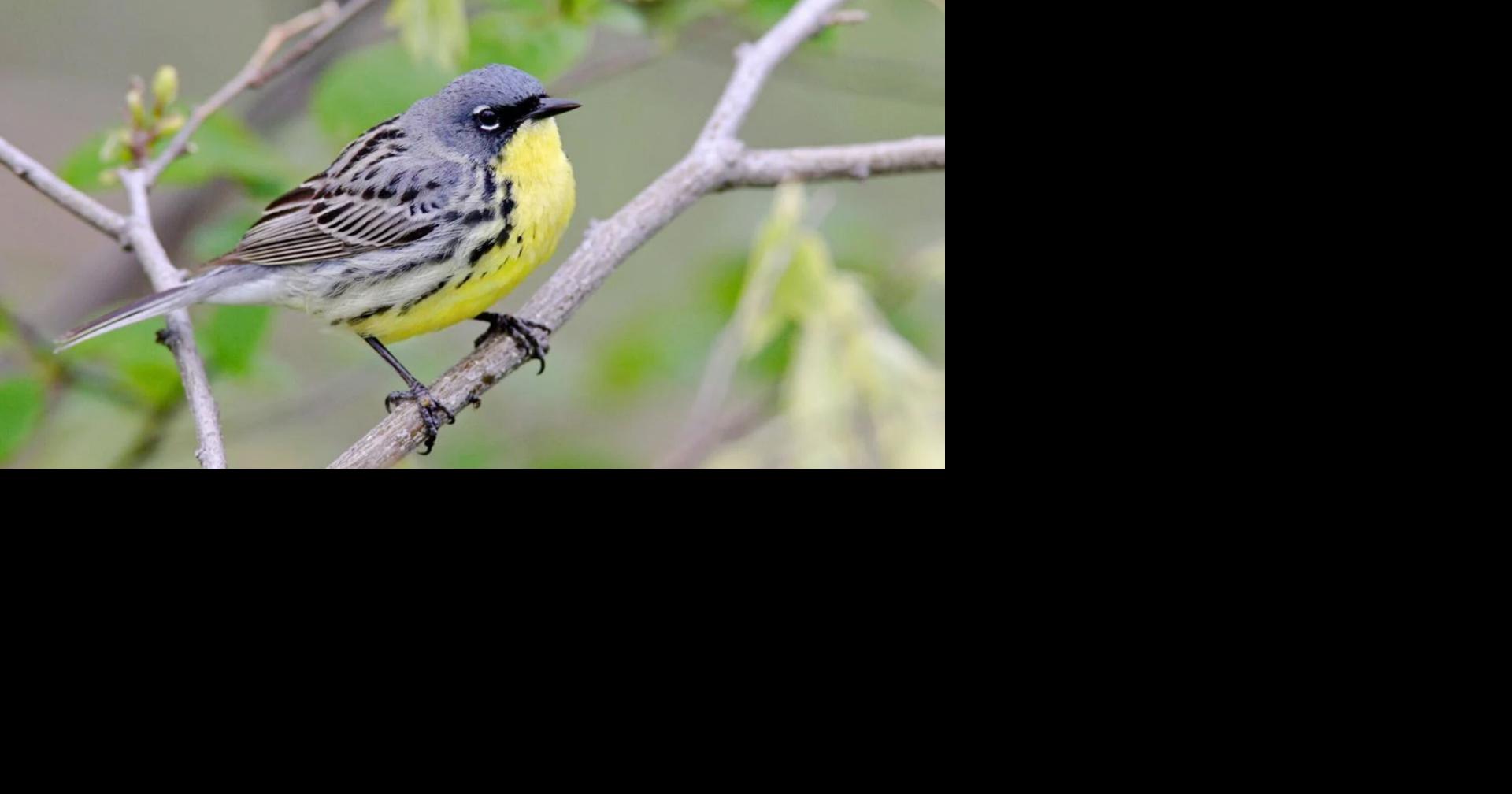 Province invests in protecting endangered Kirtland’s warbler