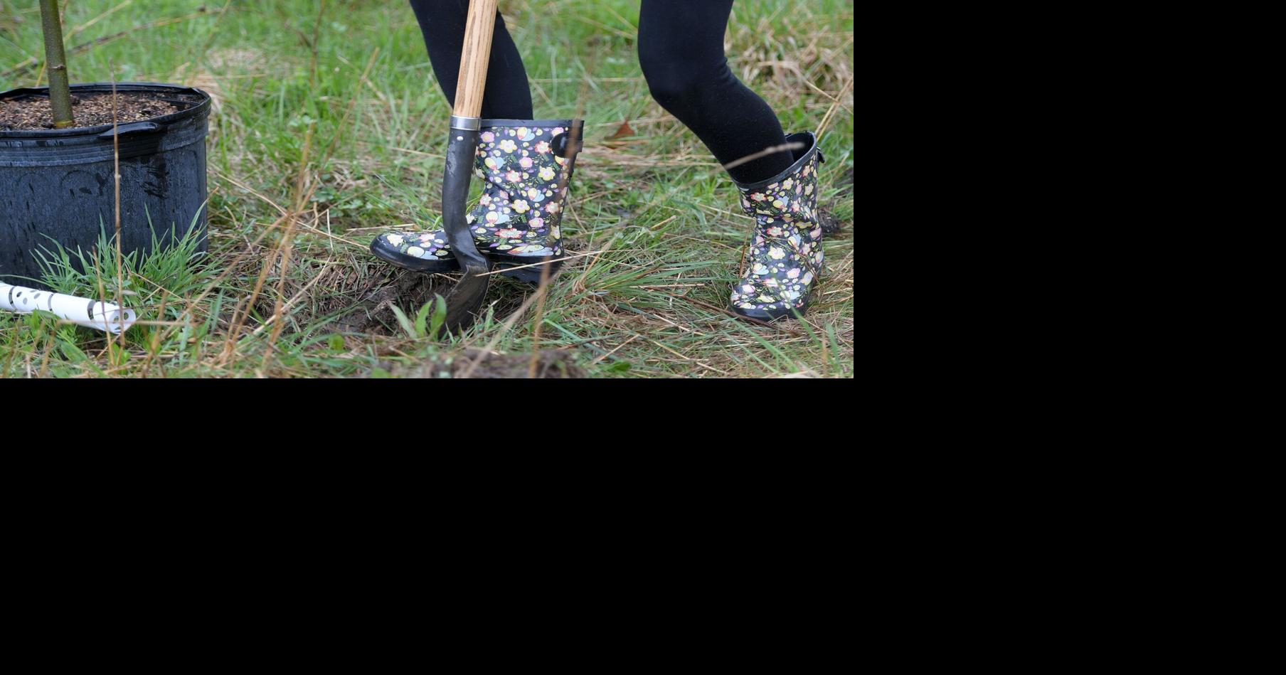 Orillia marking Tree Day with planting, sapling giveaway