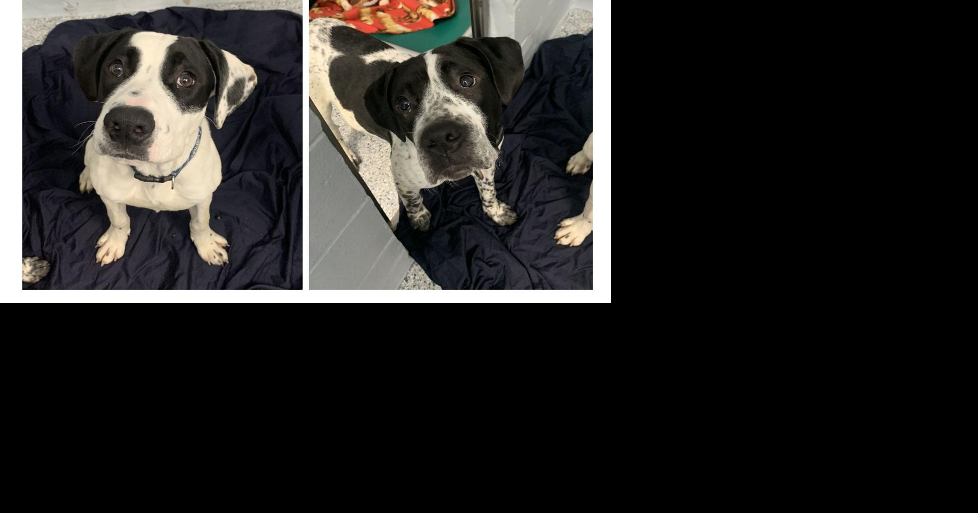 ADOPT ME! These brothers are a package deal