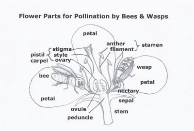 bee pollination process diagram