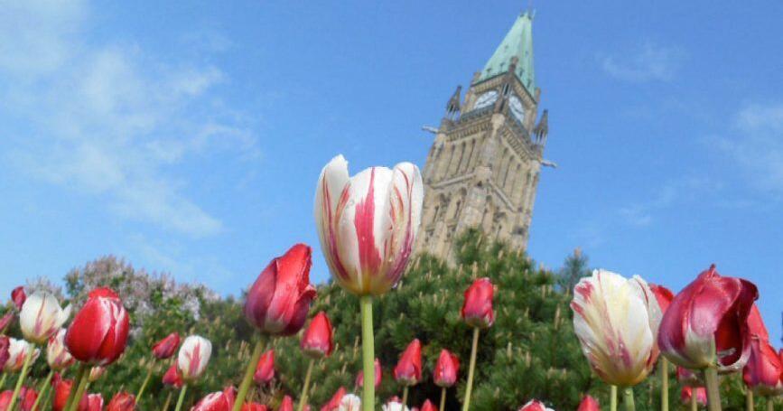 Canada 150: Three fun tulip facts about Canada