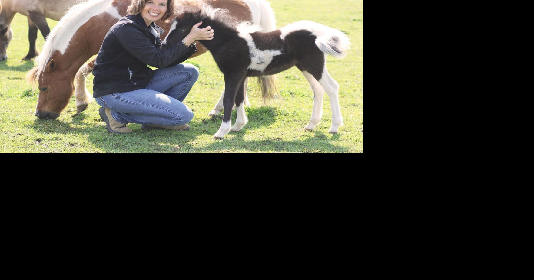 Mini horse: big love. One Meaford woman's journey into the world of ...