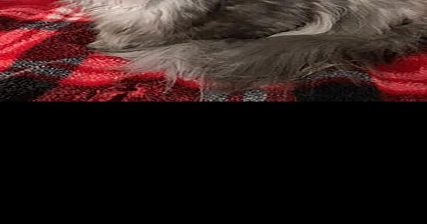 Meet Minerva! Cat available for adoption at the OSPCA Barrie