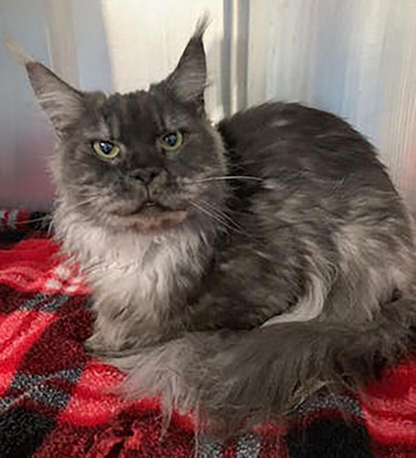 Meet Minerva! Cat available for adoption at the OSPCA Barrie