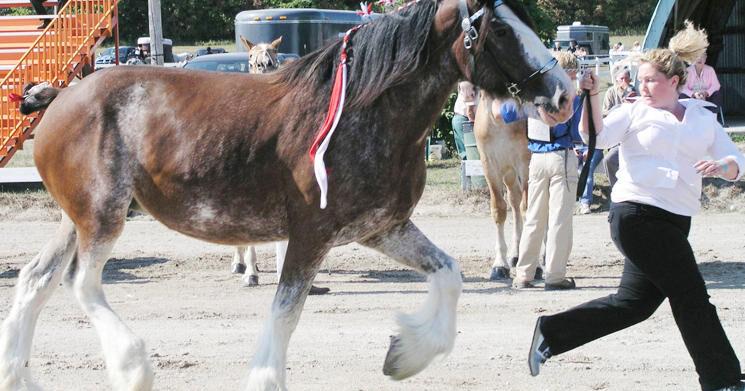 Orillia Fall Fair begins