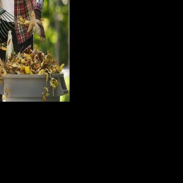 Simcoe County’s leaf and yard waste collection begins Oct. 7