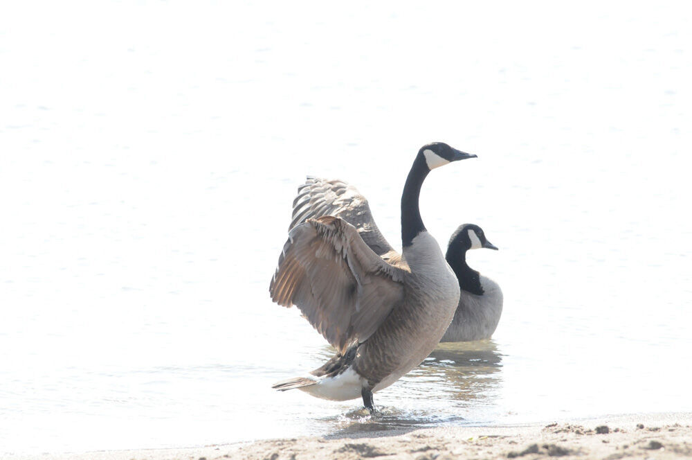Barrie beating back Canada goose poop problem