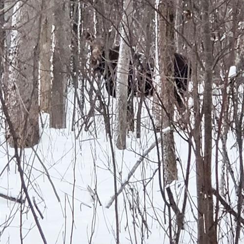 Moose, deer tracking delayed this year due to warmer weather