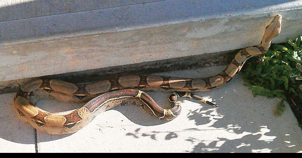 Snake shakes up Midland neighbourhood
