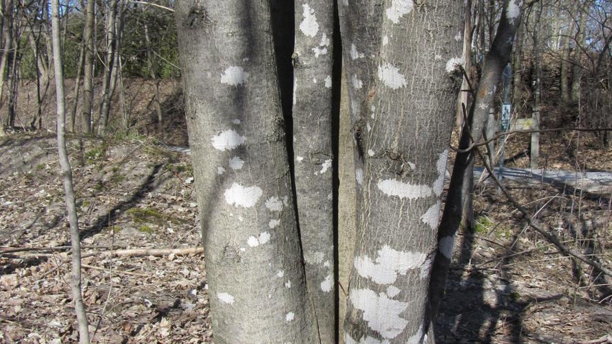 Will white spots on my maple trees harm the tree?