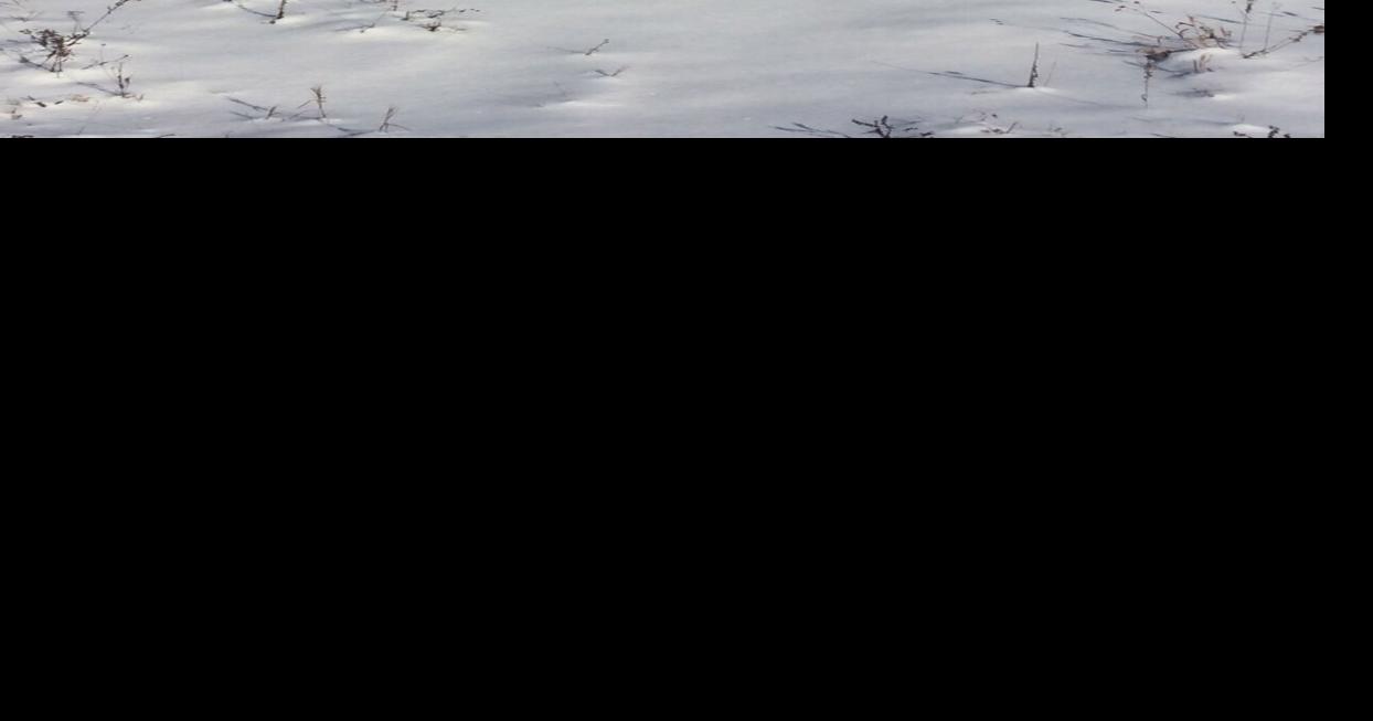 Tottenham's giant snowman gets a friend