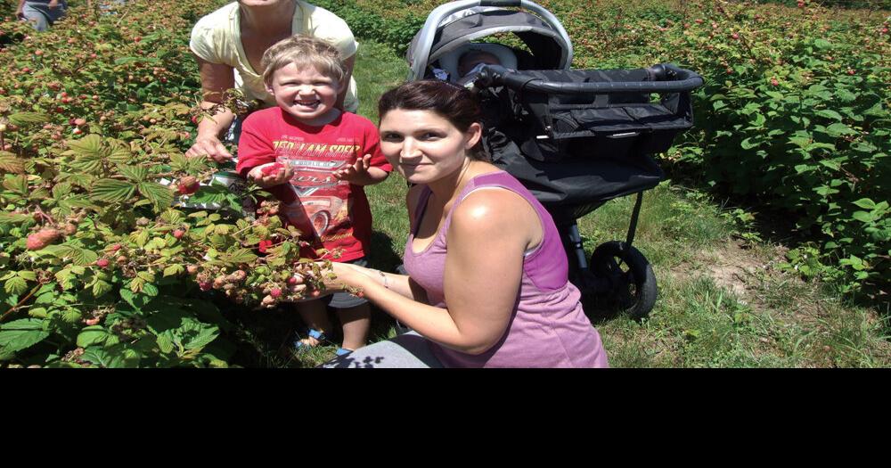 6 must-visit berry farms in Simcoe County