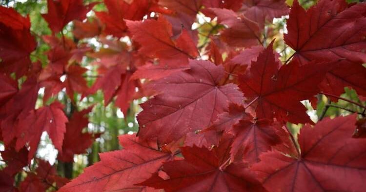 County of Simcoe's biweekly leaf and yard waste collection starts Oct. 2