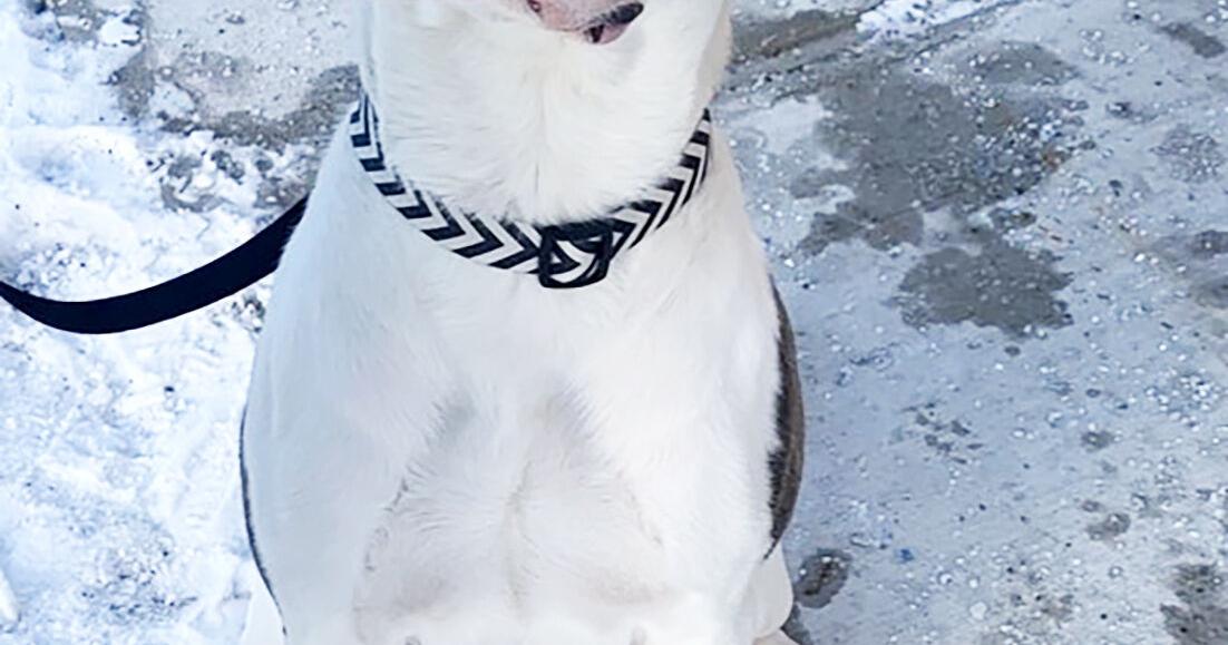 Adopt American bulldog Bronco at OSPCA Barrie Animal Centre