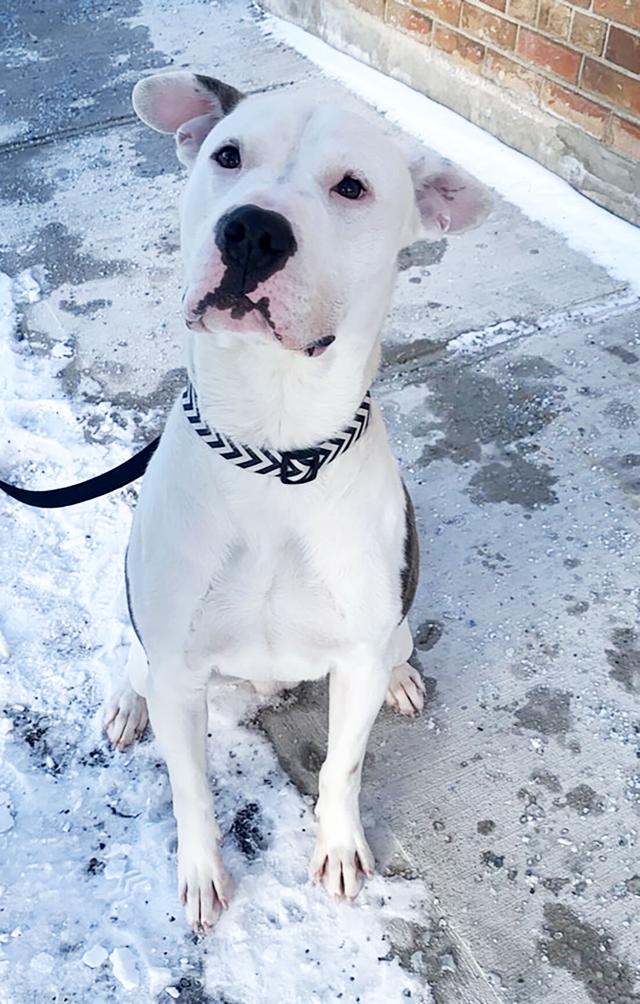 Adopt American bulldog Bronco at OSPCA Barrie Animal Centre