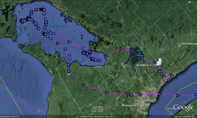 Tracking the long trek of the snowy owl