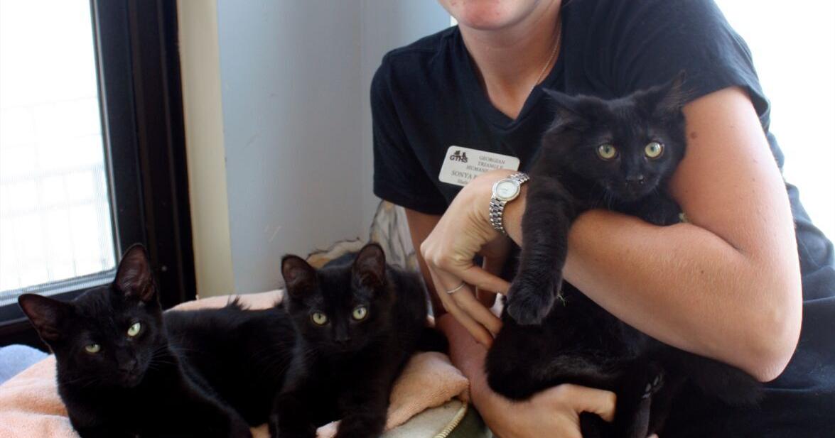 Georgian Triangle Humane Society overloaded with kittens