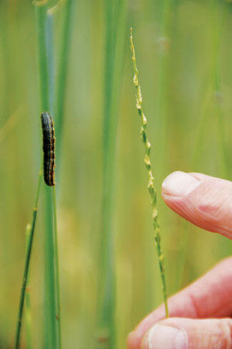 Army worms destroying local crops